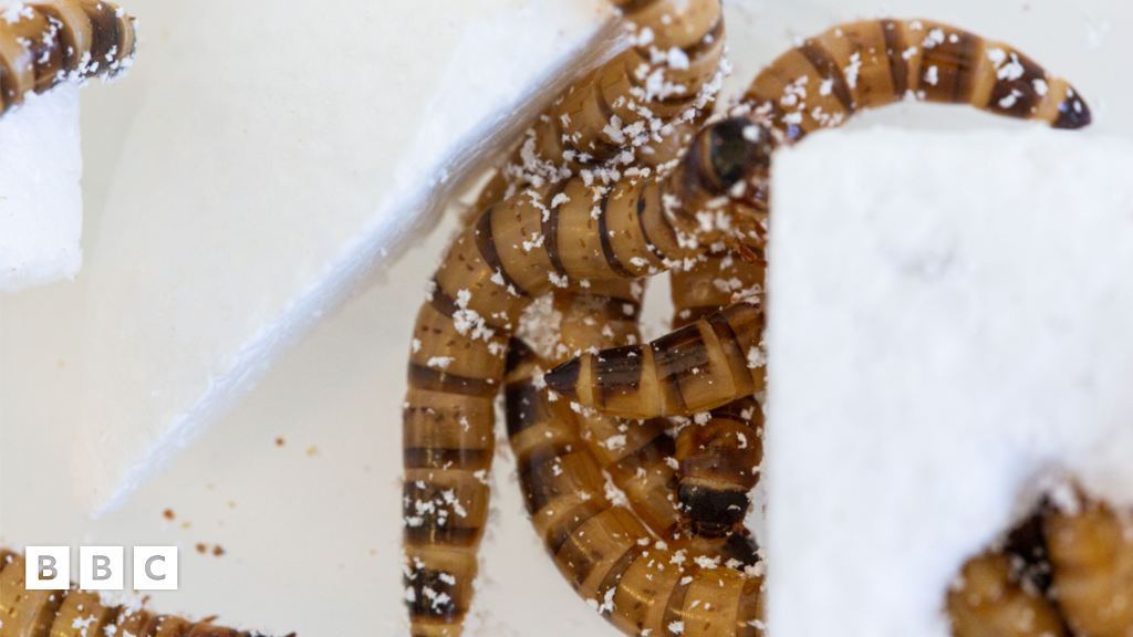 Plastic pollution: Scientists discover polystyrene-eating superworms ...