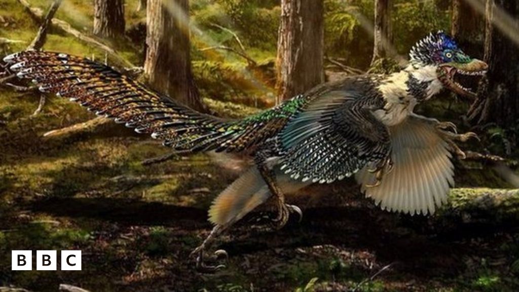 Velociraptor's feathery dinosaur ancestor discovered - BBC Newsround