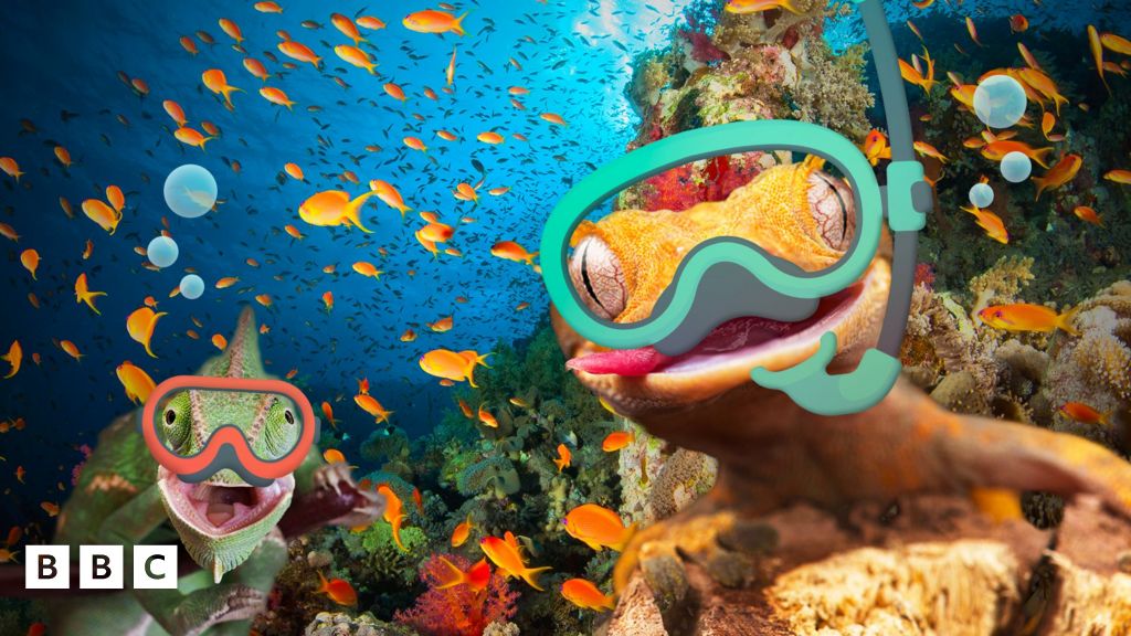 Lizards use air bubble to become 'world's smallest scuba divers' - BBC ...