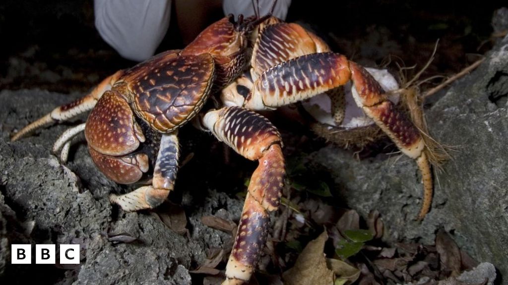Coconut crab has the worlds most powerful claw - BBC Newsround