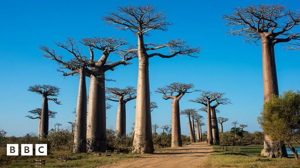 Trees across the world that live for centuries - BBC Newsround