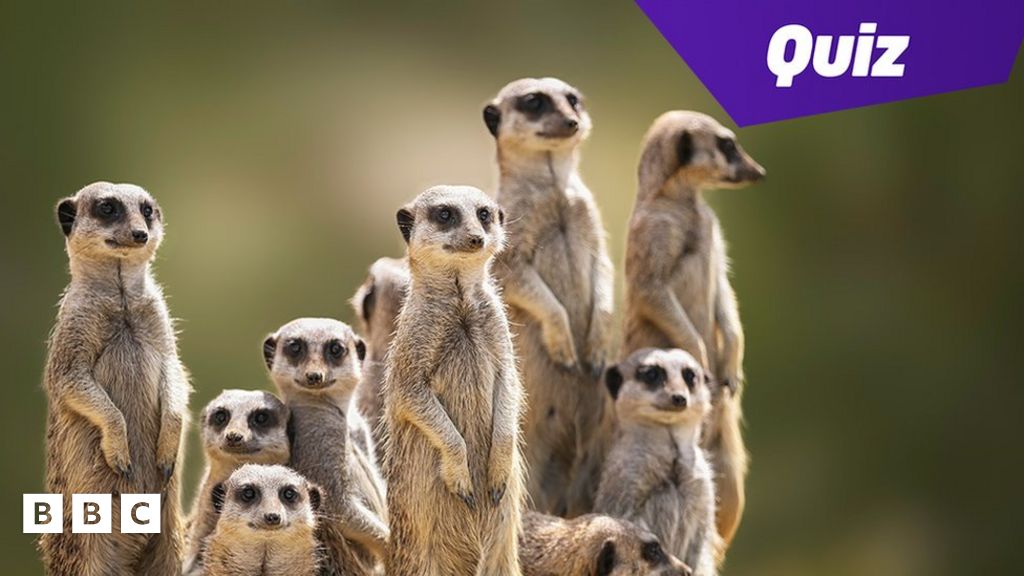 Researchers say mammals in social groups live longer - BBC Newsround