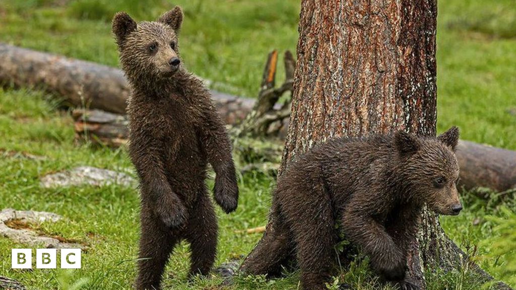 Check out these epic bear photographs snapped by a great-gran! - BBC ...