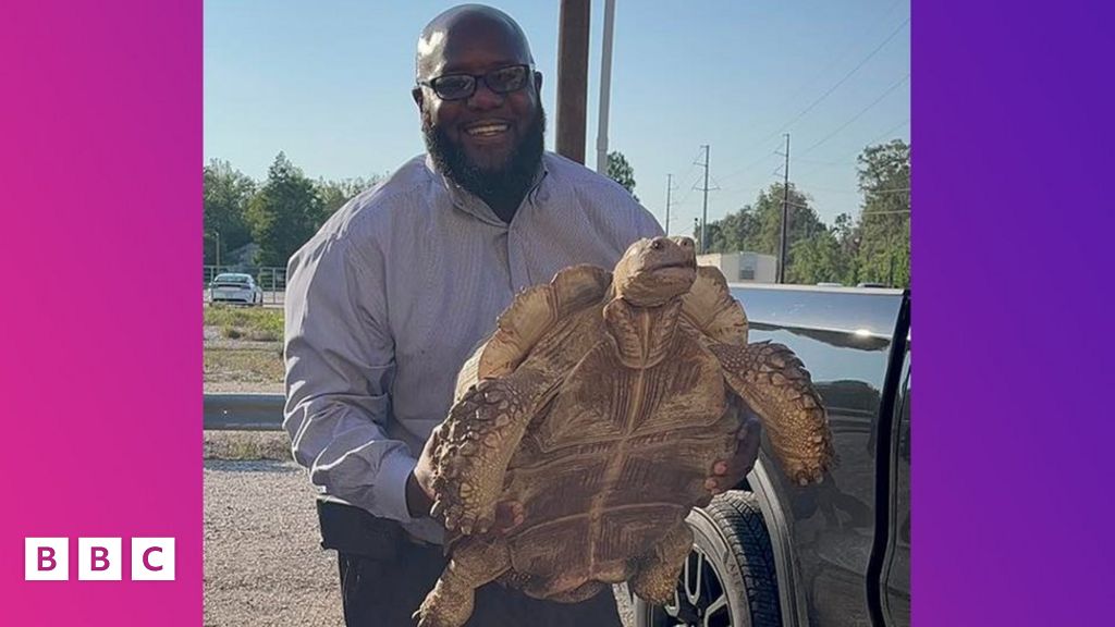 Biscuit the 100-year-old tortoise reunited with owner - BBC Newsround