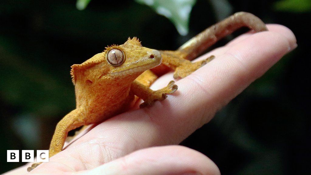 'Gecko Grippers' sent to space station - BBC Newsround