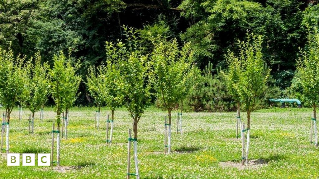 Cynllun plannu coed yn 'angenrheidiol' - Drakeford - BBC Cymru Fyw