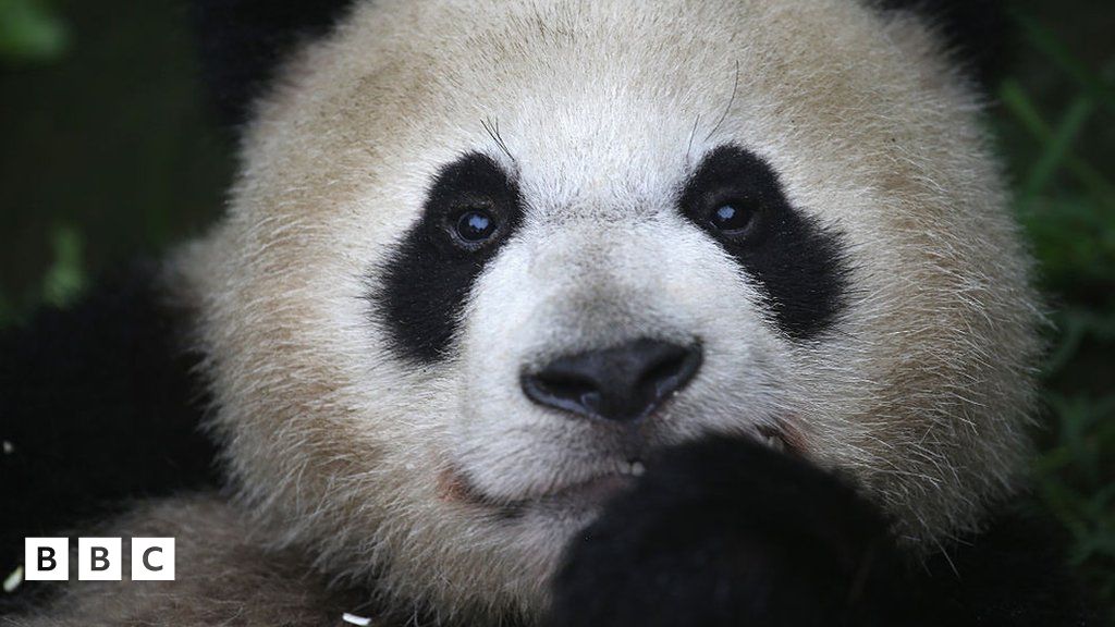 Why it's two thumbs up for giant panda evolution! - BBC Newsround