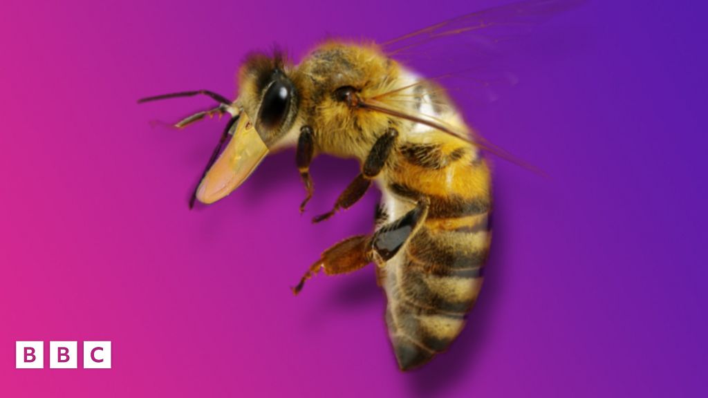 Bees don't just buzz, they toot and quack! - BBC Newsround