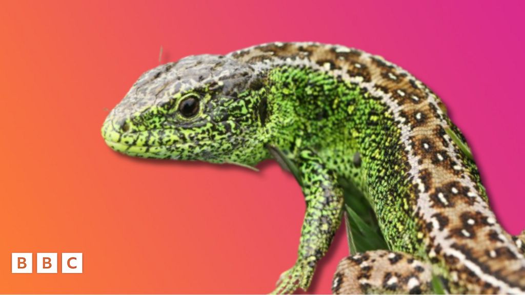 Home of Britain's rarest reptile restored after 5 years - BBC Newsround