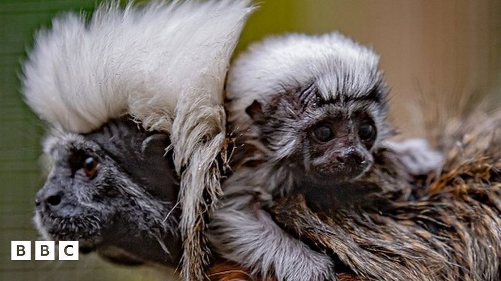 Endangered monkey born at Chester zoo - BBC Newsround