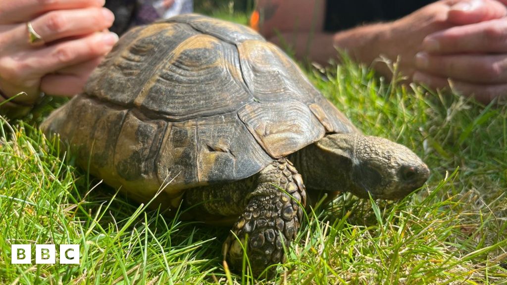 Runaway tortoise found - 8 months after garden escape! - BBC Newsround