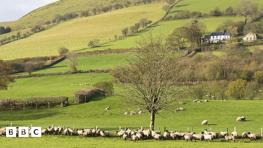 Undeb Amaethwyr: 'Y Gyllideb yn taro amaeth yn galed' - BBC Cymru Fyw