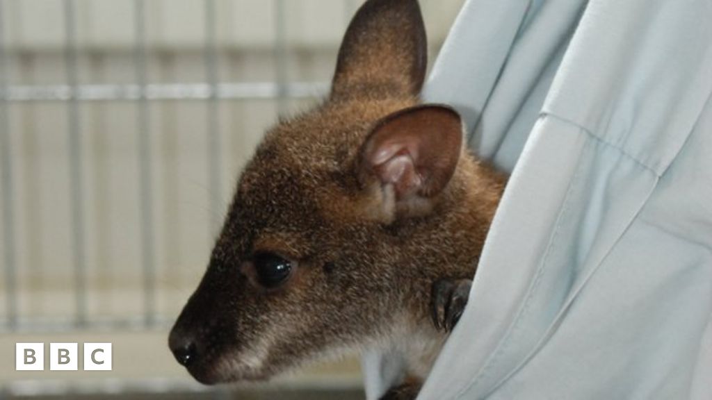 The wallaby that sleeps in a pillowcase - BBC Newsround