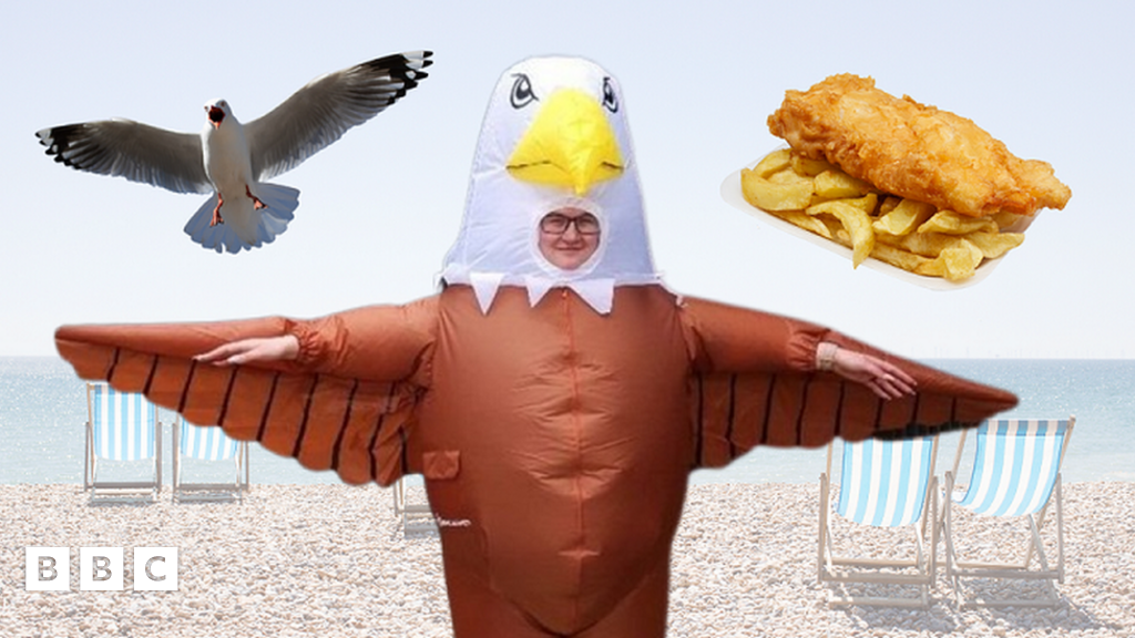 Blackpool Zoo advertises for volunteers to scare off seagulls - BBC ...