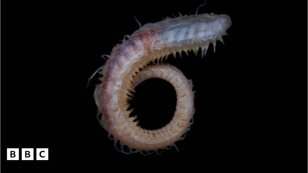 Creatures from deep in the Antarctic - BBC Newsround