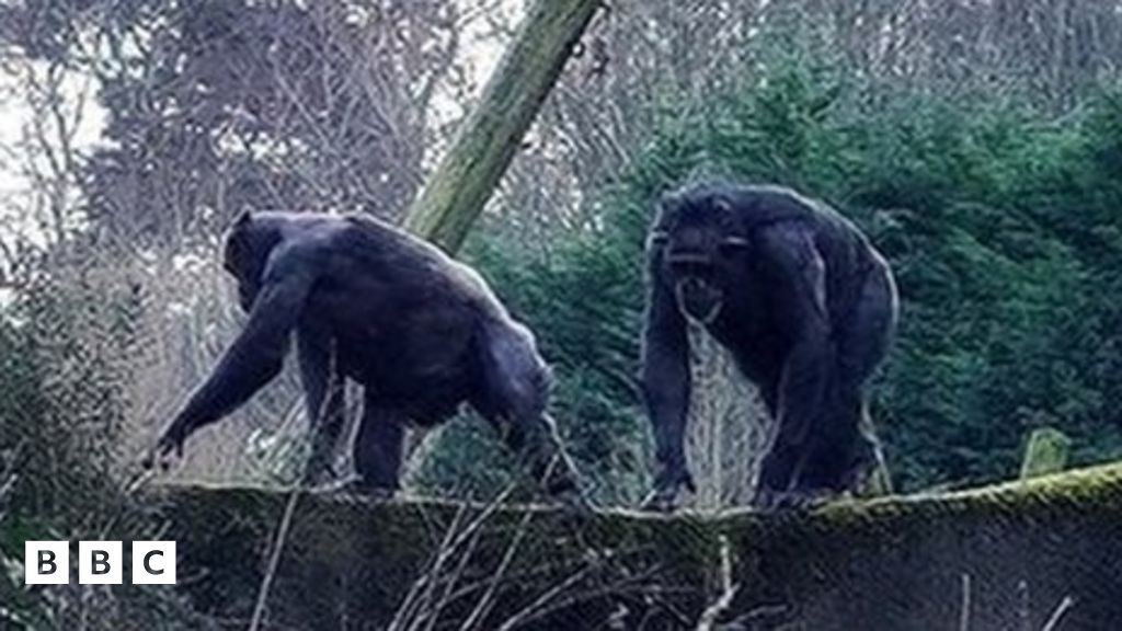 Escaped Chimp: How did these chimpanzees get out of their Belfast Zoo ...