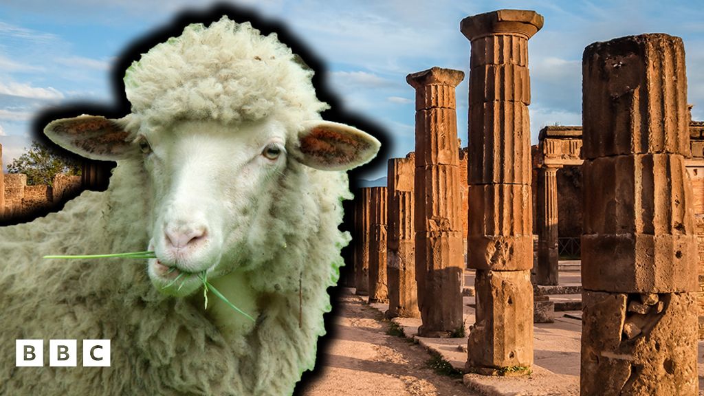 Pompeii: Sheep eat grass to protect ancient ruins - BBC Newsround