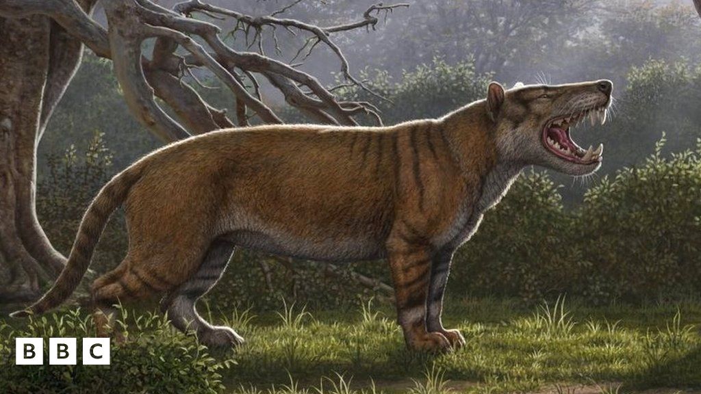 Prehistoric giant lion fossil found! (Er, it was in a drawer) - BBC ...