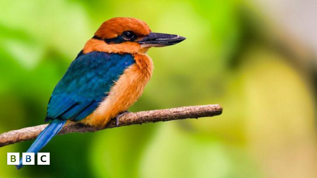 Sihek: Rare Guam kingfishers released back into wild for first time in ...