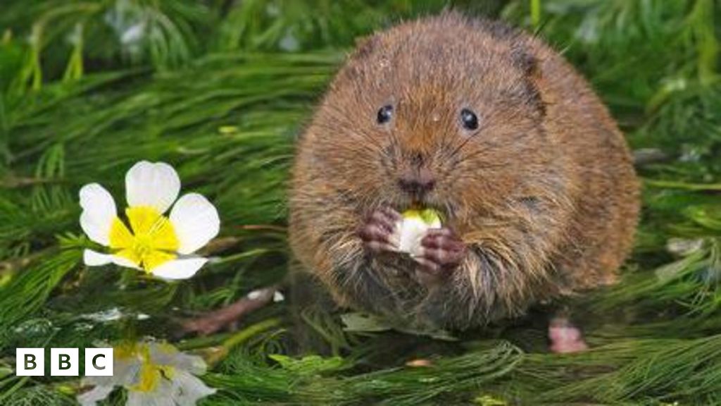 Beavers help out endangered water voles in Scotland's forests - BBC ...