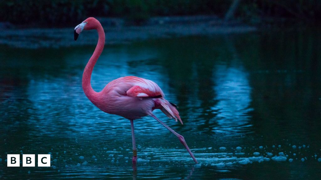 Night at the zoo: Amazing pictures of animals after dark - BBC Newsround