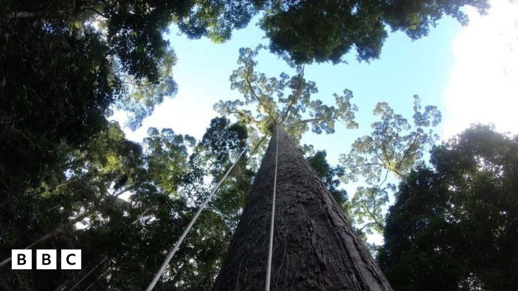 Tallest tropical tree: What's it like climbing a tree 100 metres tall ...