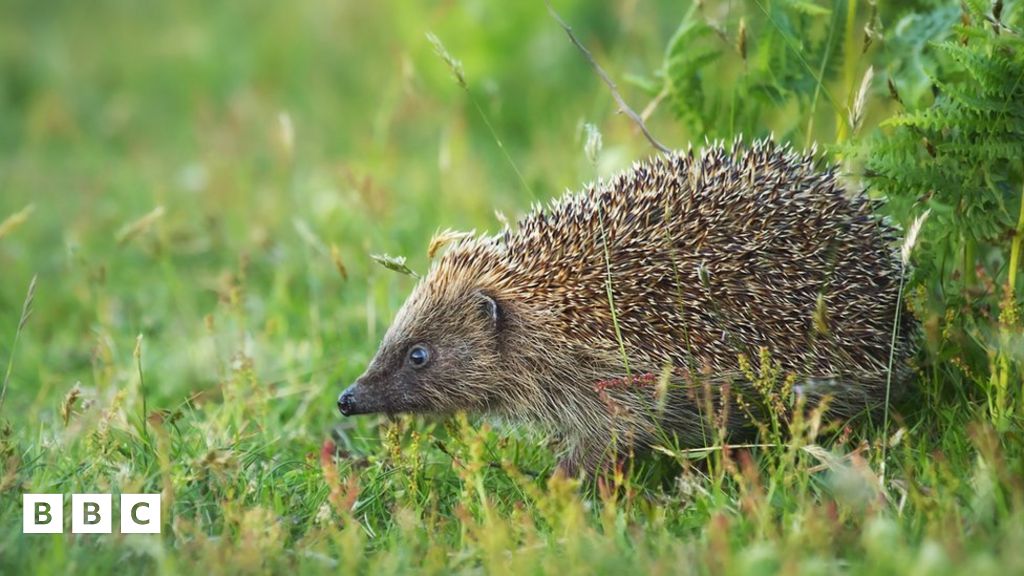 Galw am gryfhau deddfwriaeth amaeth newydd i 'achub natur' - BBC Cymru Fyw