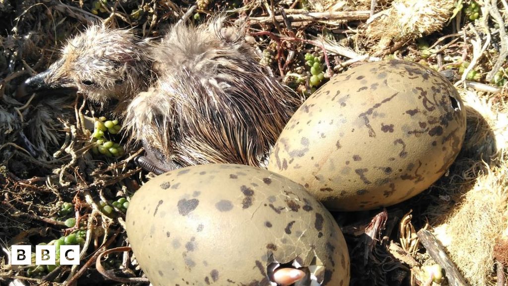 Unhatched birds warn others by vibrating their shells - BBC Newsround