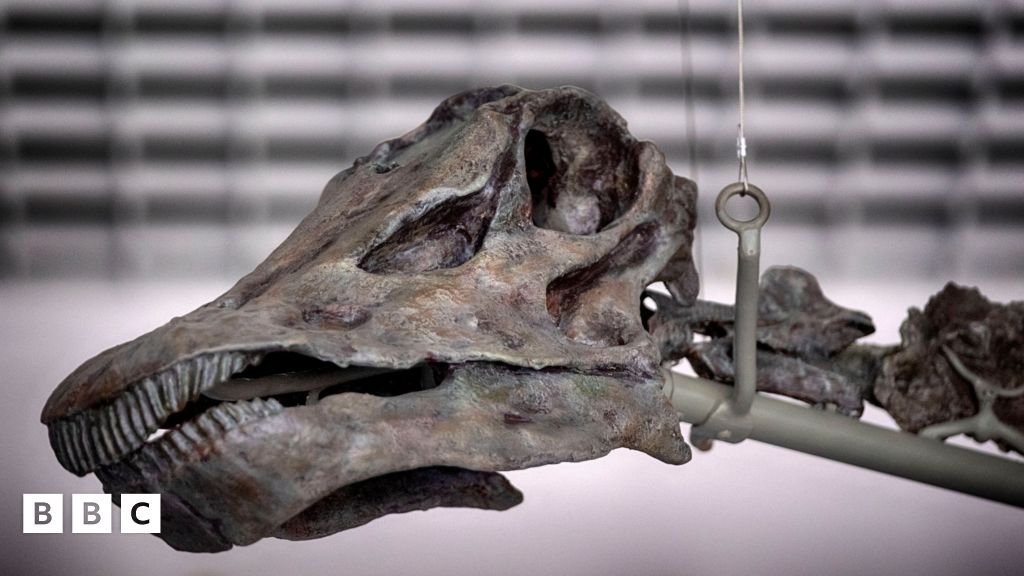 Green-boned dinosaur to go on display in US museum - BBC Newsround