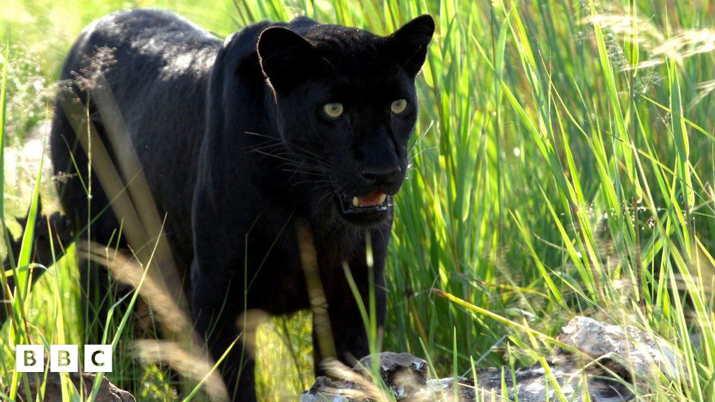 Black leopards' hidden spots revealed by scientists - BBC Newsround