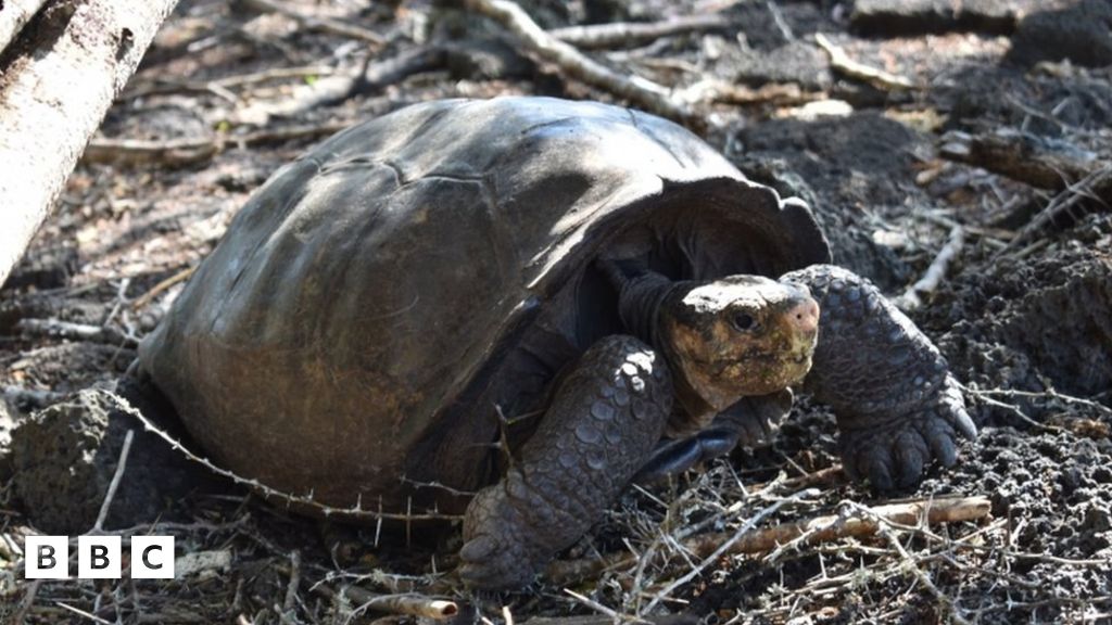 Giant tortoise: Meet Fernanda the rare tortoise thought to be extinct ...