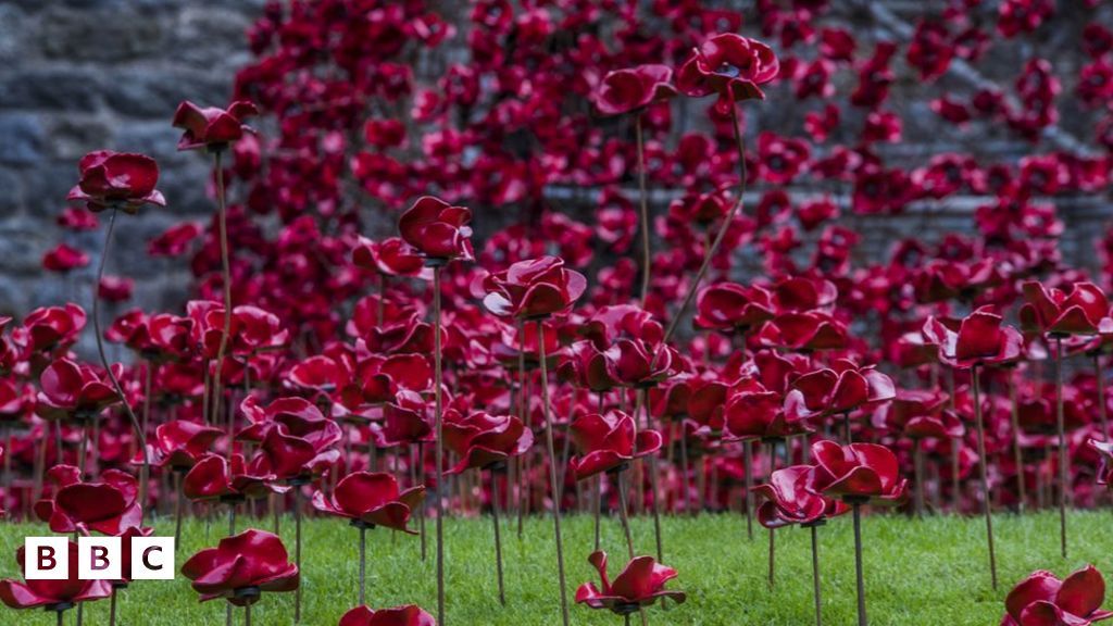 Cerflun pabïau coch Rhyfel Byd Cyntaf yng Nghaernarfon - BBC Cymru Fyw