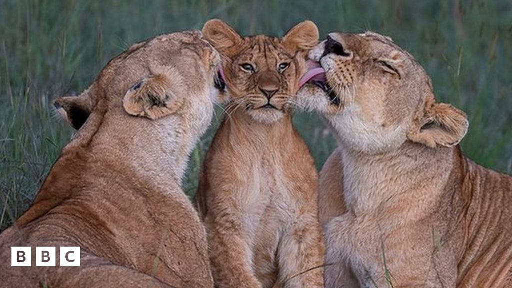 Wildlife Photographer of the Year People’s Choice Award winners - BBC ...