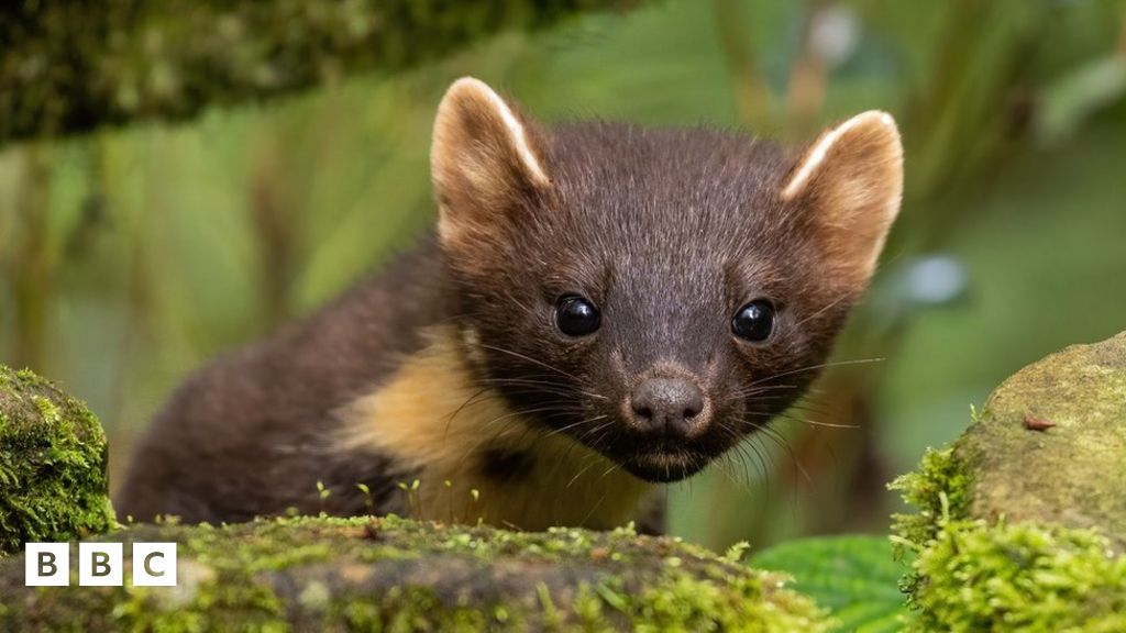 Rare sighting of a pine marten in London woods! - BBC Newsround