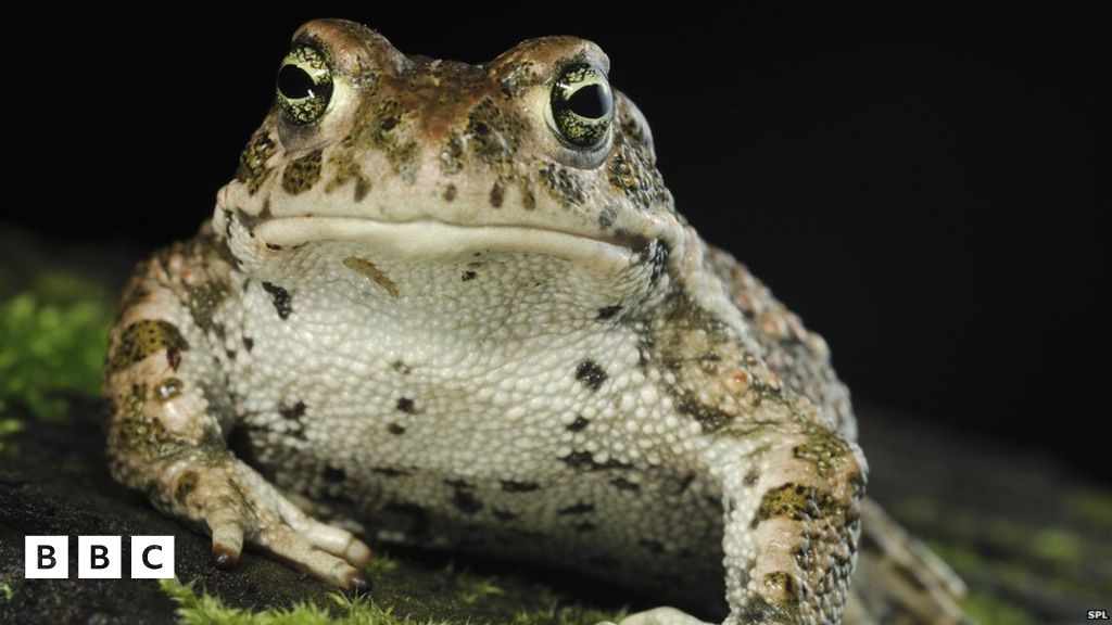 Can animals really predict the weather? - BBC Newsround