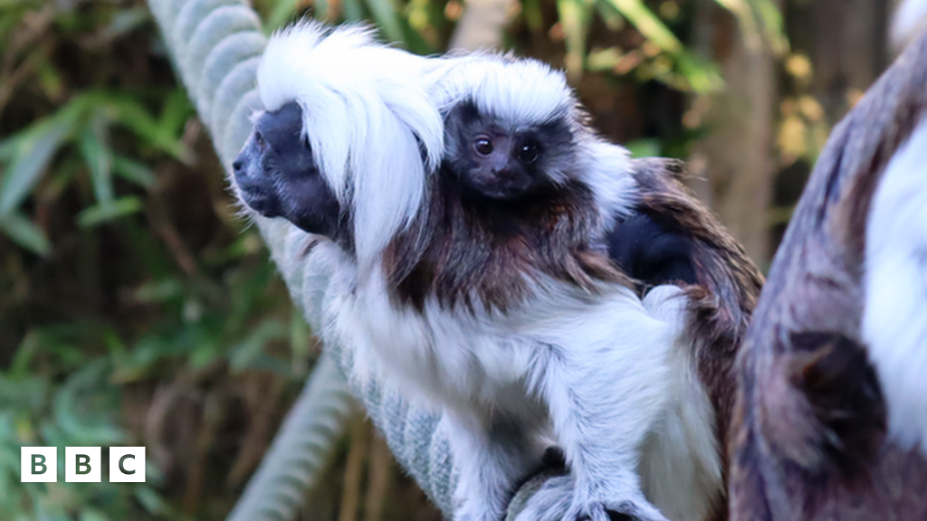Do you have an endangered name? - BBC Newsround