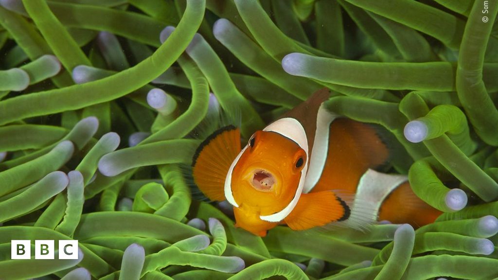 Wildlife Photographer of the Year 2020: Check out the winning pics ...