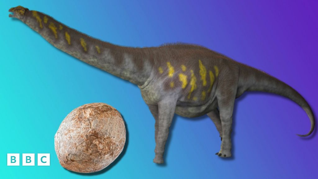 Dinosaur eggs of the world's largest dinosaur discovered - BBC Newsround