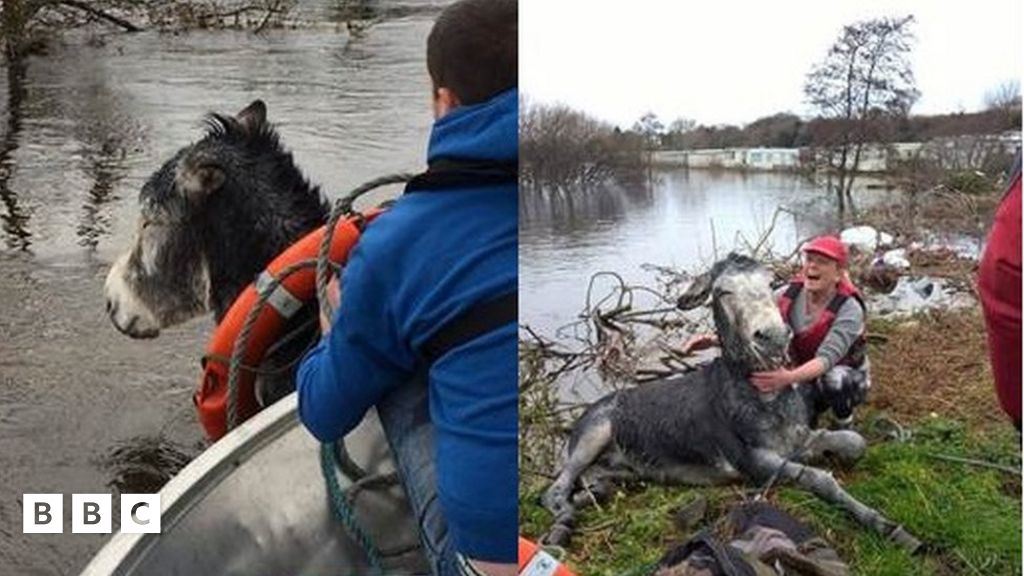 'Smiling' donkey in floods rescue - BBC Newsround