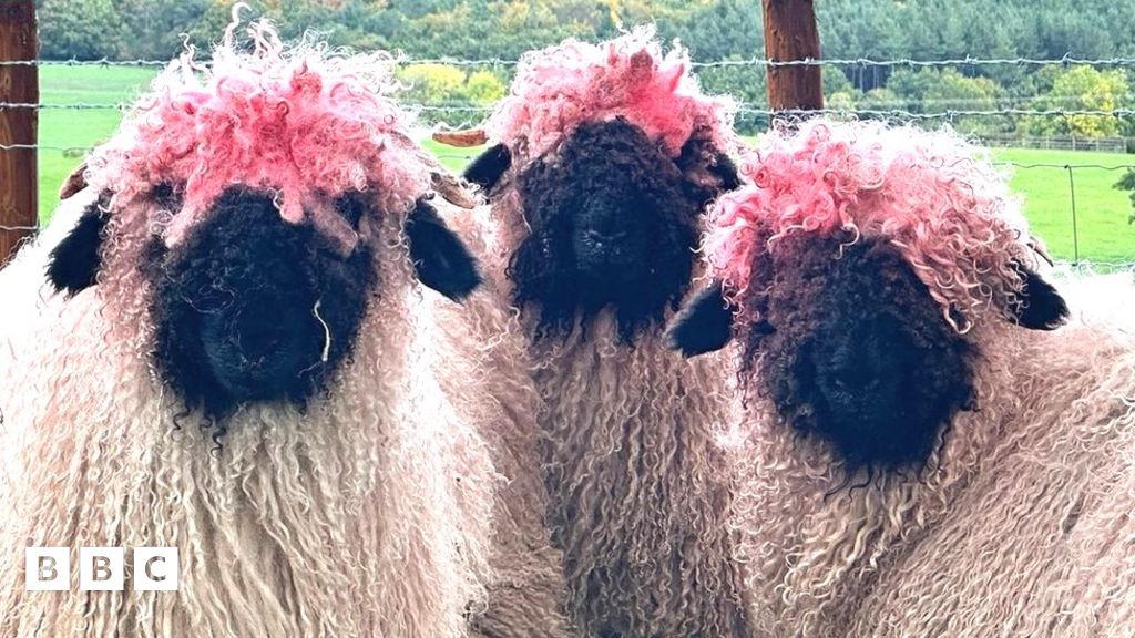 Check out these sheep from Yorkshire with a funky hairdo! - BBC Newsround