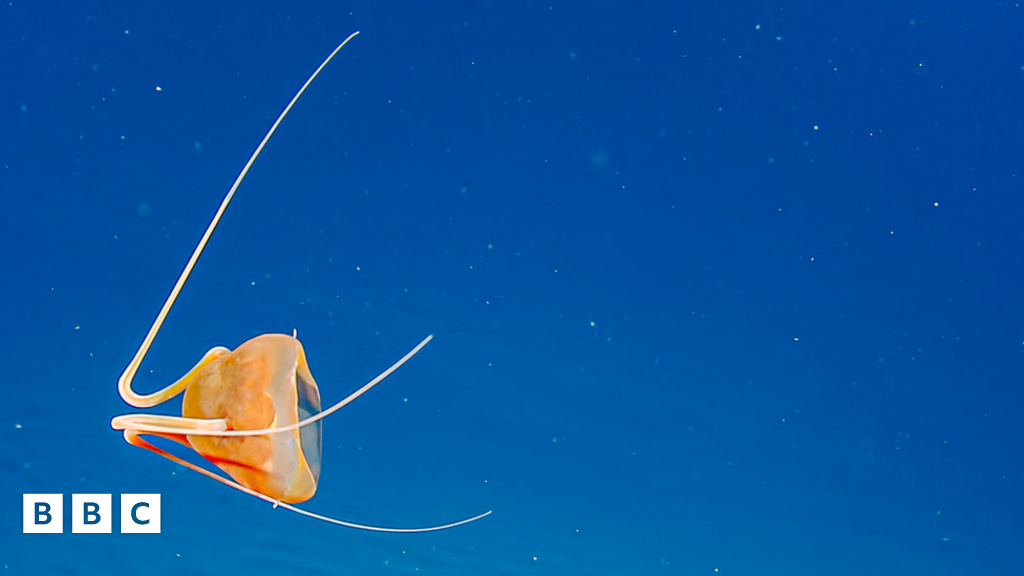 Rare jellyfish with three tentacles spotted in Pacific Ocean - BBC ...