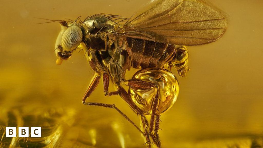 Stunning photos of the ancient insects caught in amber - BBC Newsround