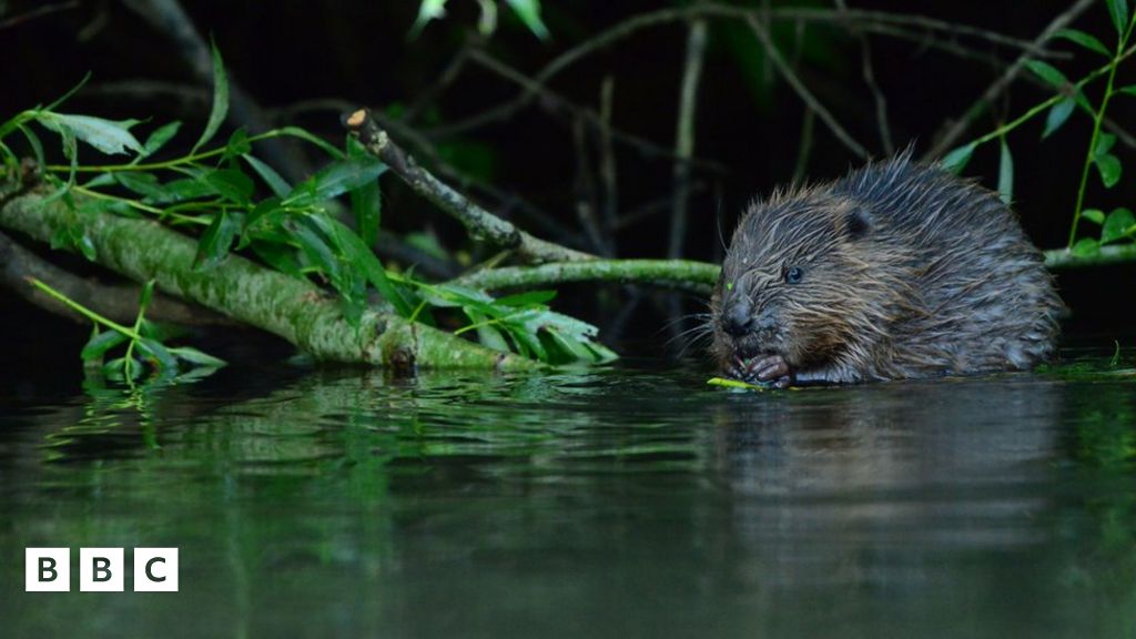 Beaver families return to England after 400 years away - BBC Newsround