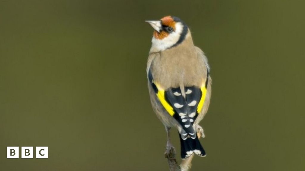 10 aderyn mwya' cyffredin yr ardd 2023 - BBC Cymru Fyw