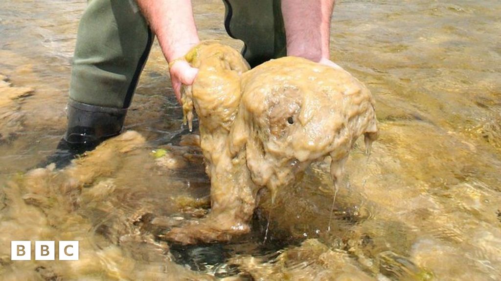 How is 'rock snot' affecting rivers in Michigan? - BBC Newsround