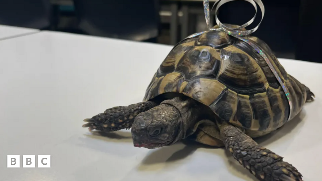 Billy the tortoise helps students keep calm - BBC Newsround