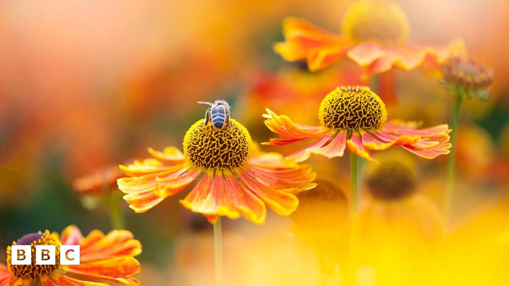 Pollinator Day: The event that's here to protect London's insects - BBC ...