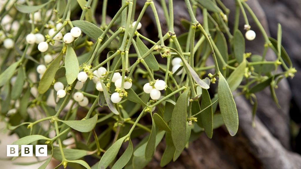 Why Do People Kiss Under The Mistletoe Bbc Newsround