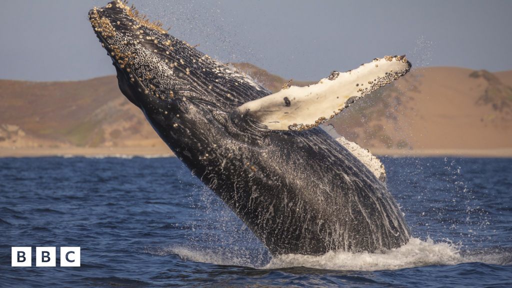 'Wonderful net' of blood vessels helps keep whales safe - BBC Newsround