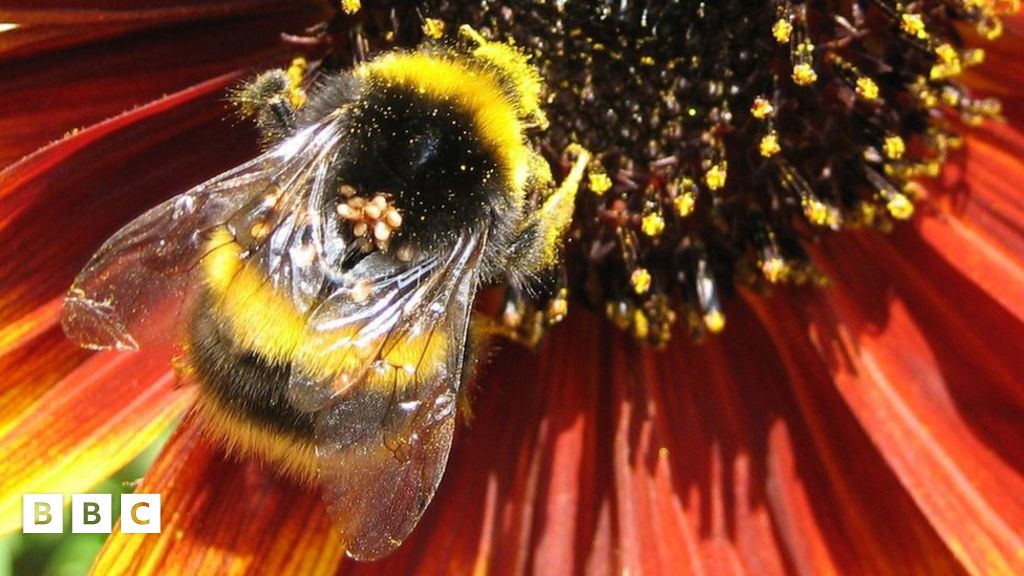 Why are there so many big bees around right now? - BBC Newsround